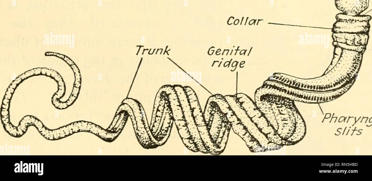 Balanoglossus hi-res stock photography and images - Alamy
