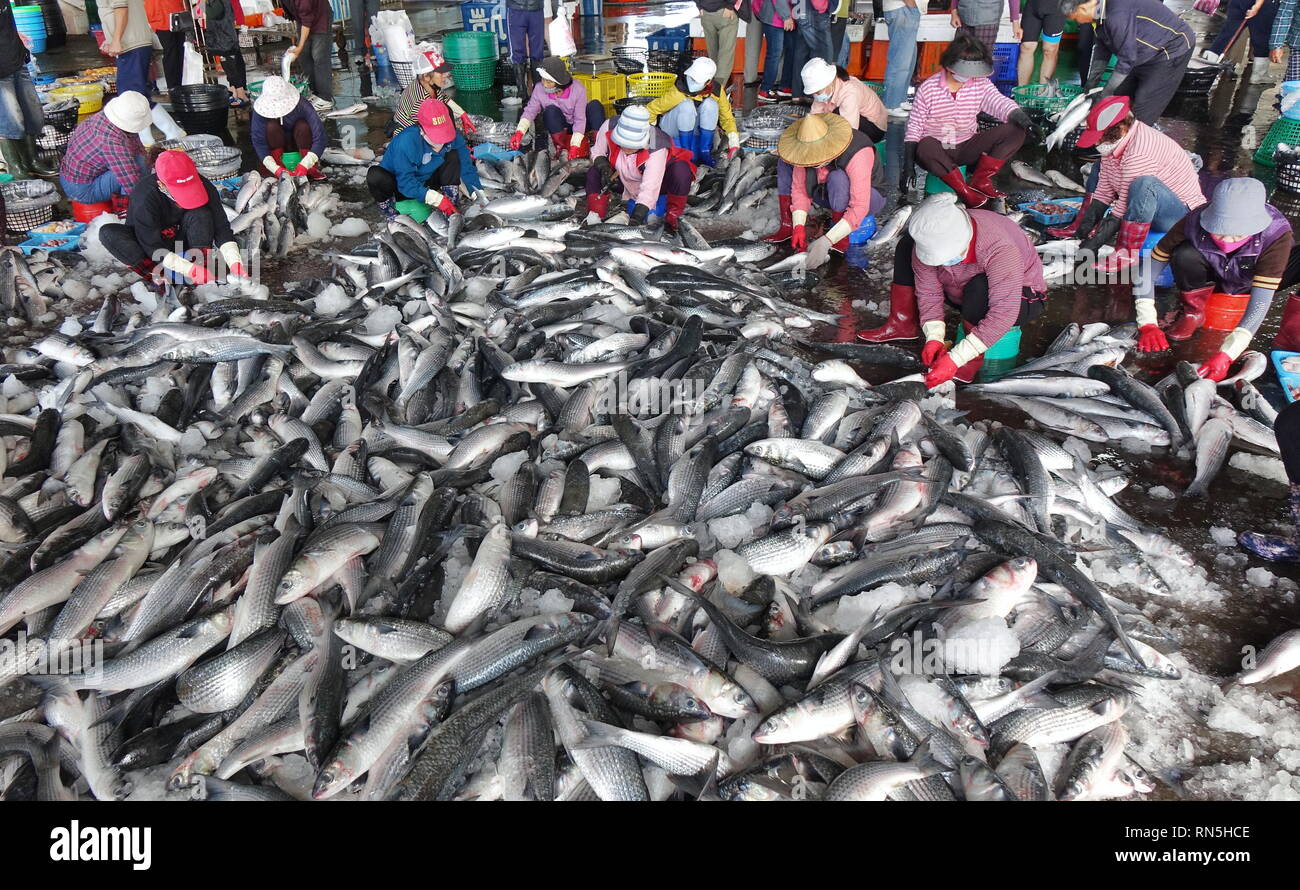 Grey mullet fish hi-res stock photography and images - Alamy