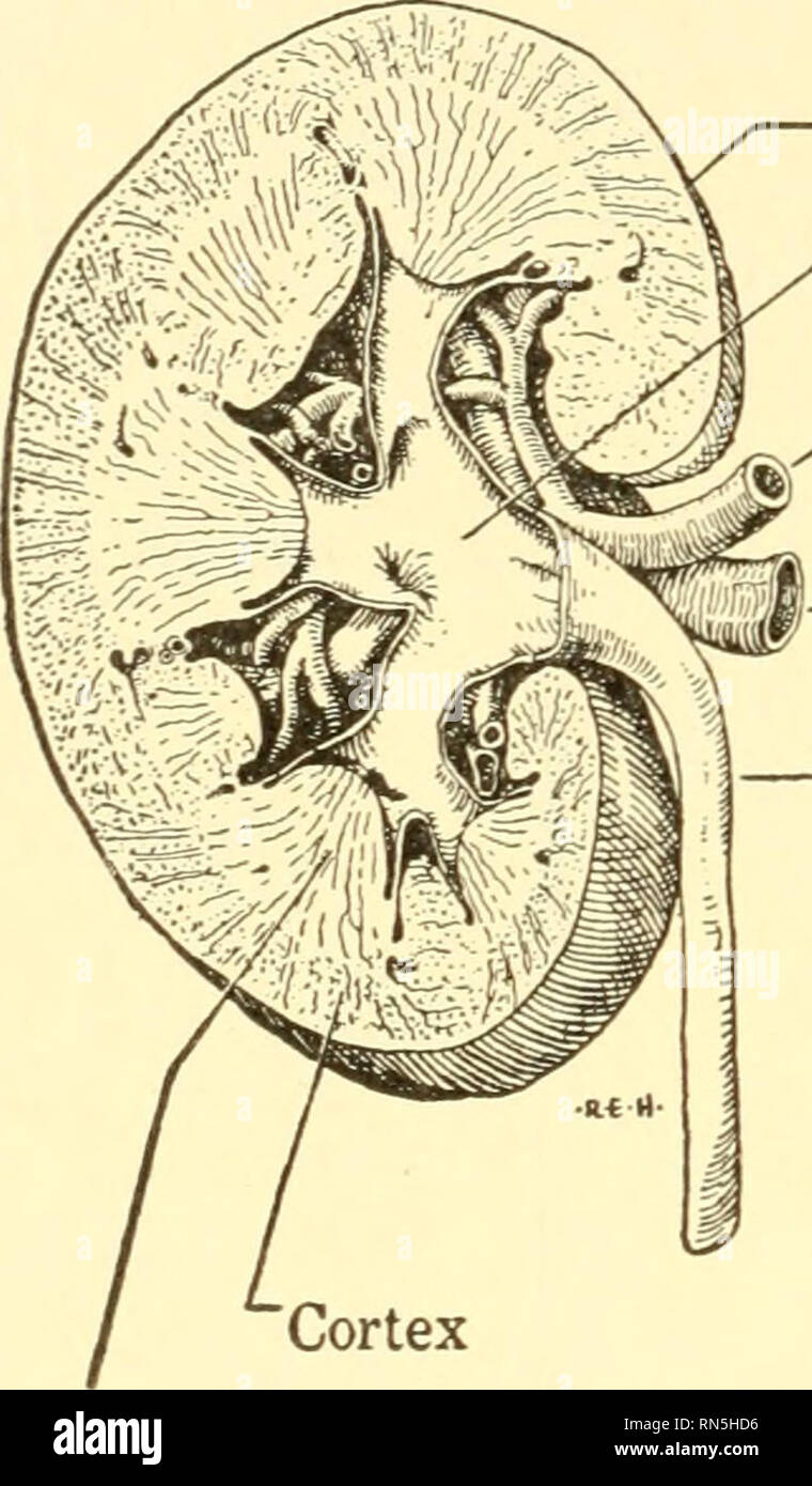 Nephridium hi-res stock photography and images - Alamy