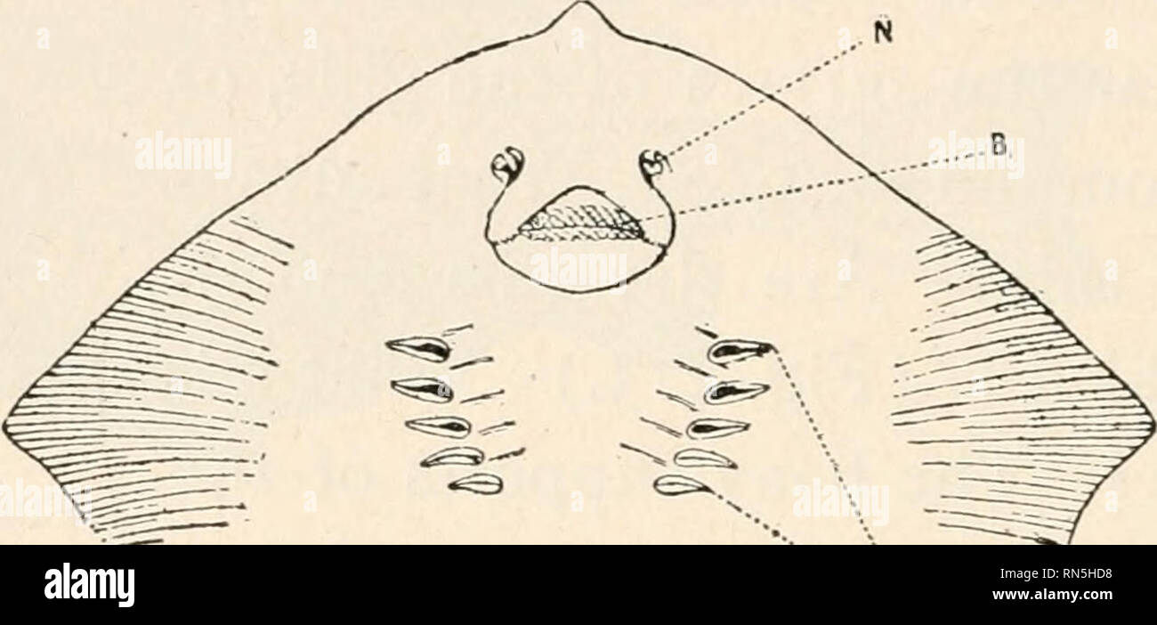 . Animal biology; Human biology. Parts II & III of First course in ...
