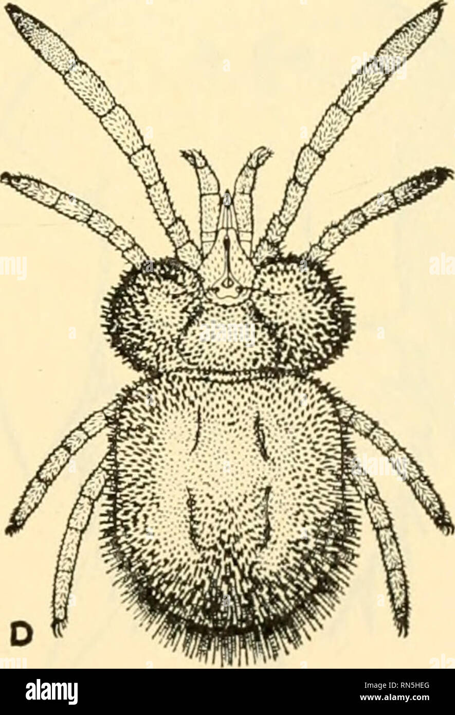 Trombicula hi-res stock photography and images - Alamy