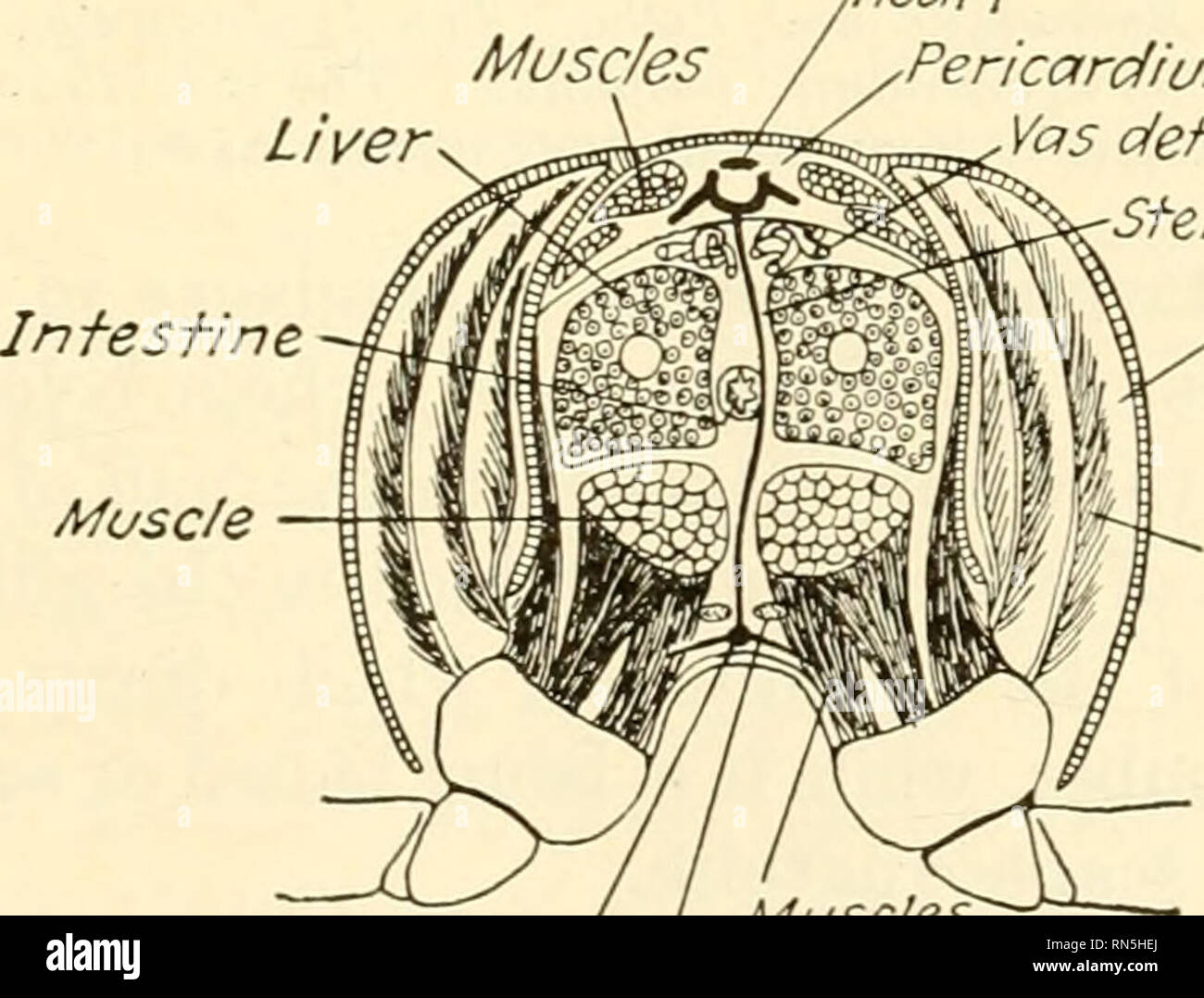 Male heart chambers hi-res stock photography and images - Alamy