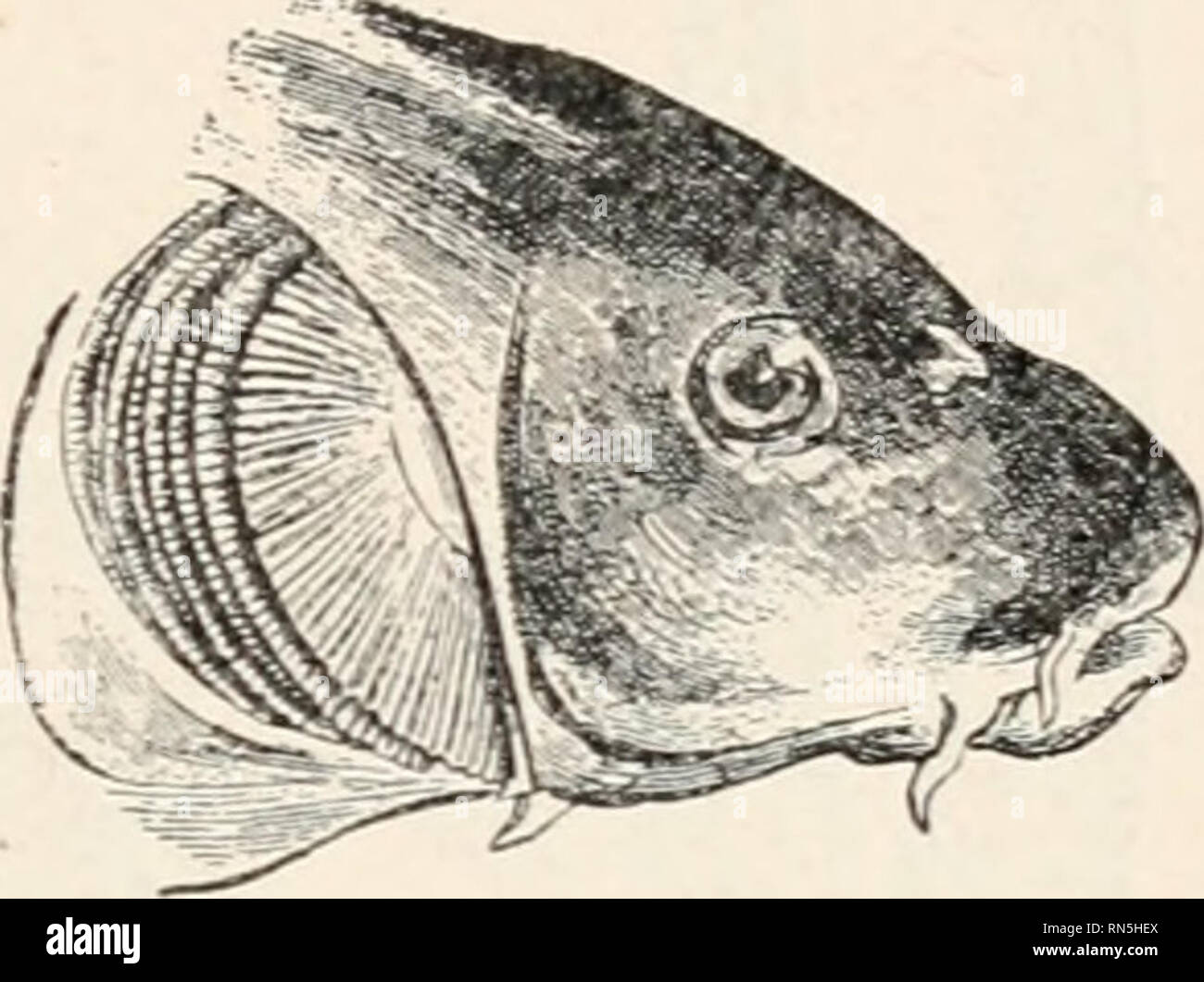 Flat head iii hi-res stock photography and images - Alamy