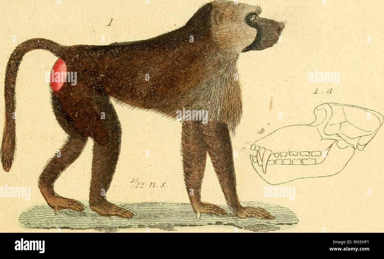 Vam images hi-res stock photography and images - Alamy