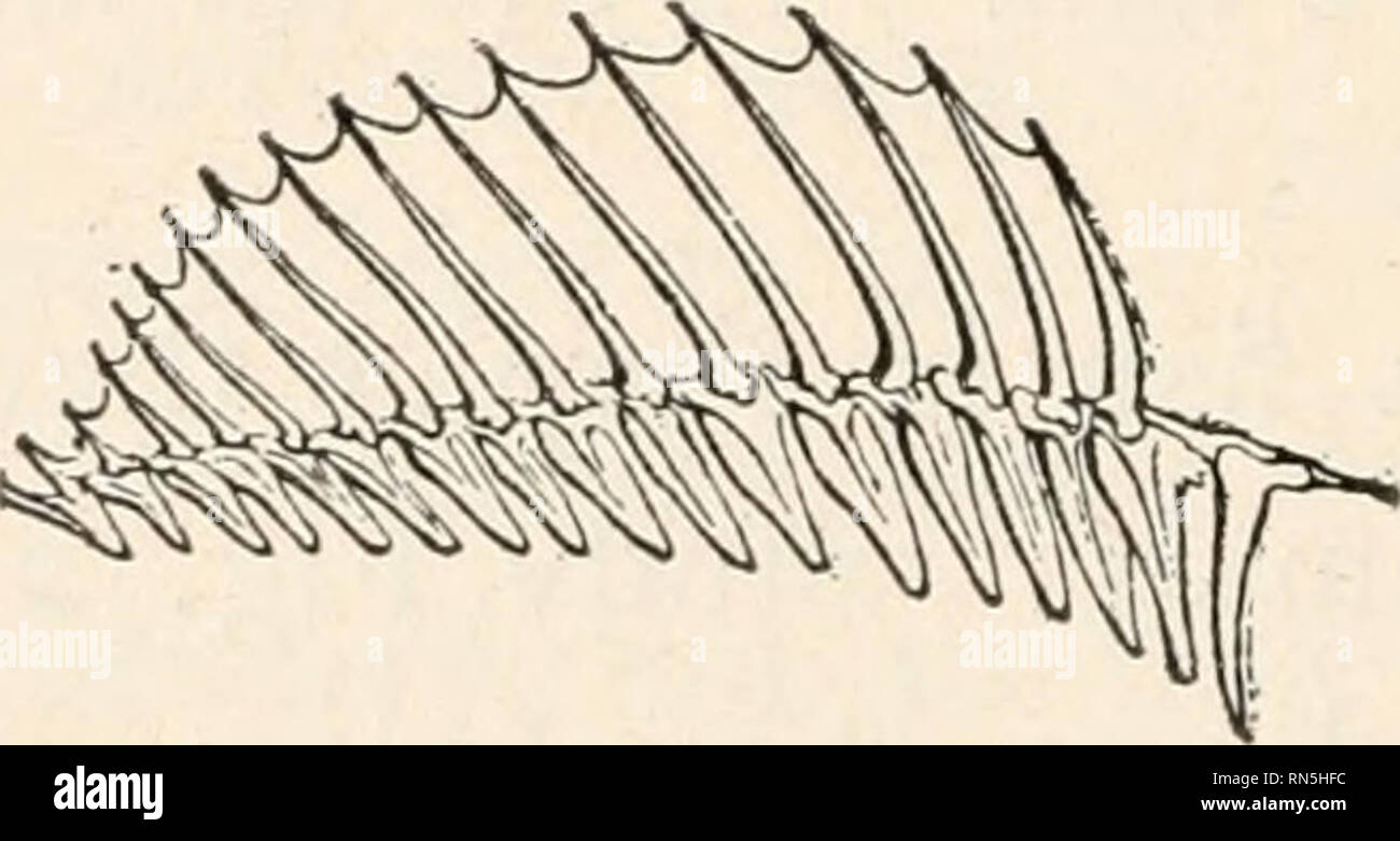. Animal biology; Human biology. Parts II & III of First course in ...