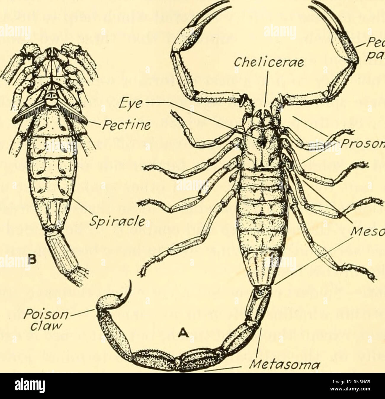 . Animal biology. Zoology; Biology. 300 METAZOAN PHYLA posterior metam ...