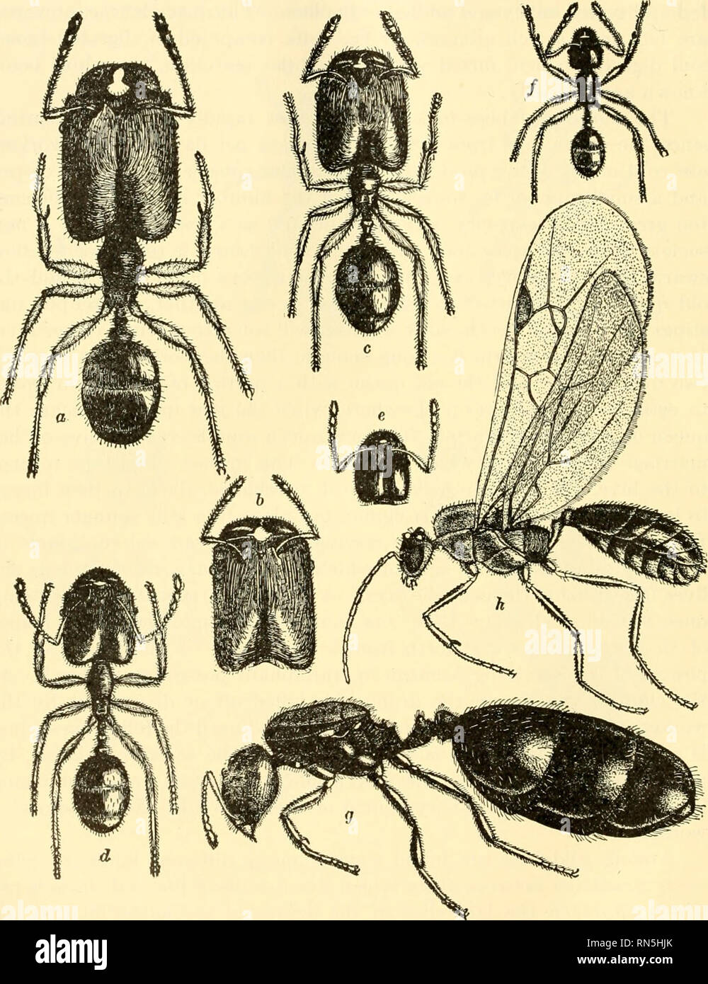 . Animal biology. Zoology; Biology. 294 METAZOAN PHYLA queen and be ...