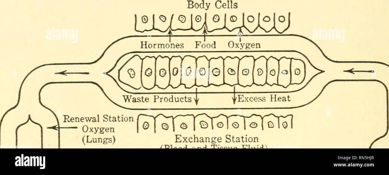 Reduced blood supply hi-res stock photography and images - Alamy