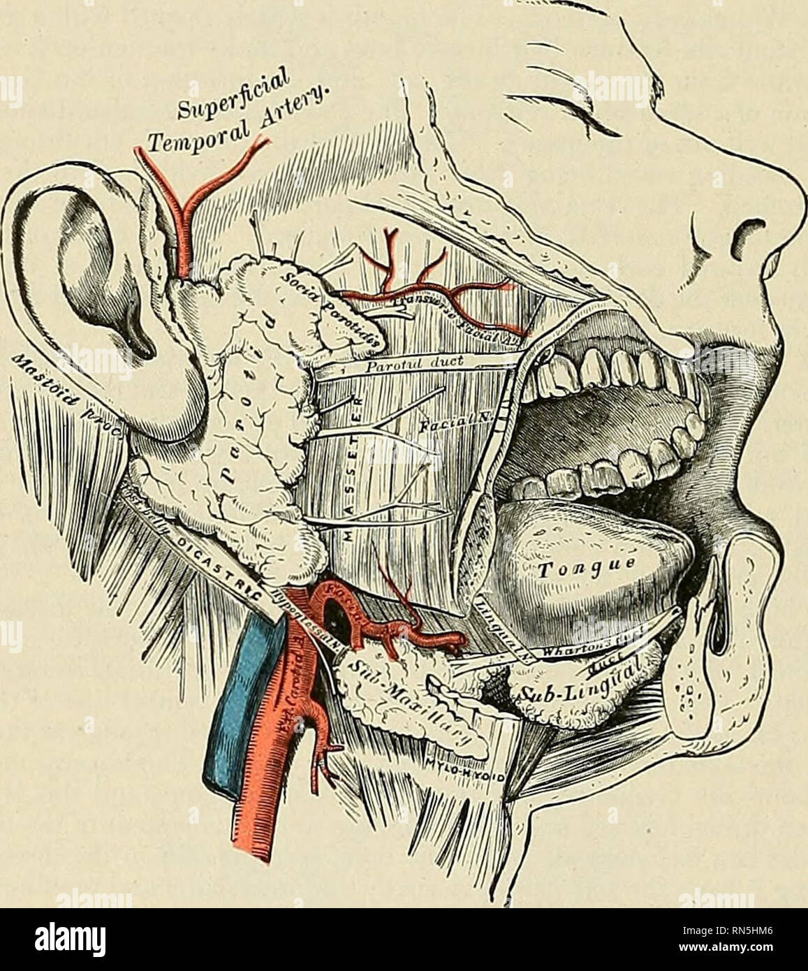 Styloid Process High Resolution Stock Photography and Images - Alamy