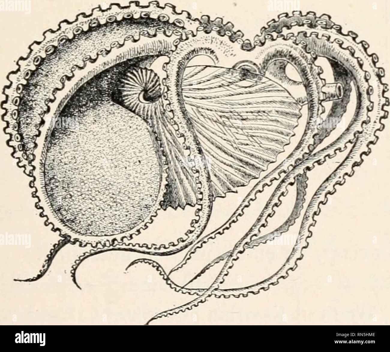 Squid With Human Head