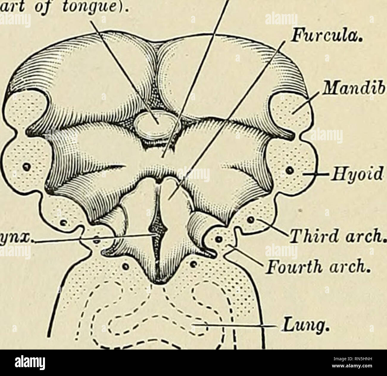 Foramen Cecum Tooth