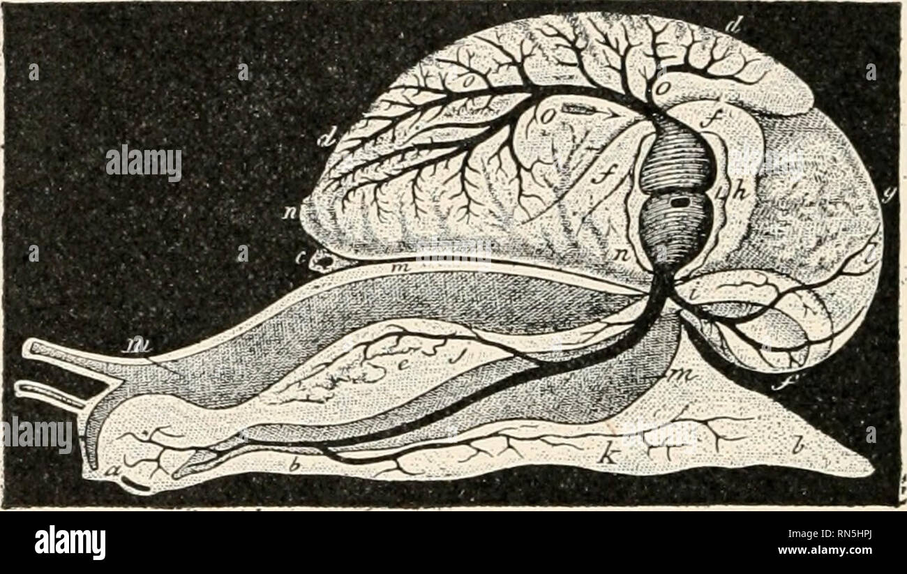 . Animal biology; Human biology. Parts II & III of First course in ...