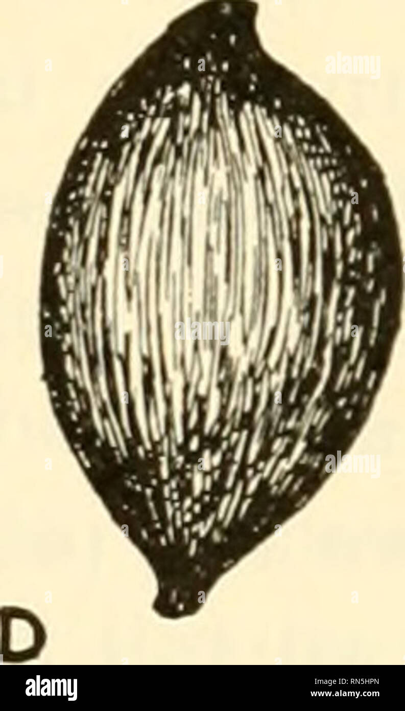 . Animal biology. Zoology; Biology. XXXVII Clitellum. Fig. 150 ...
