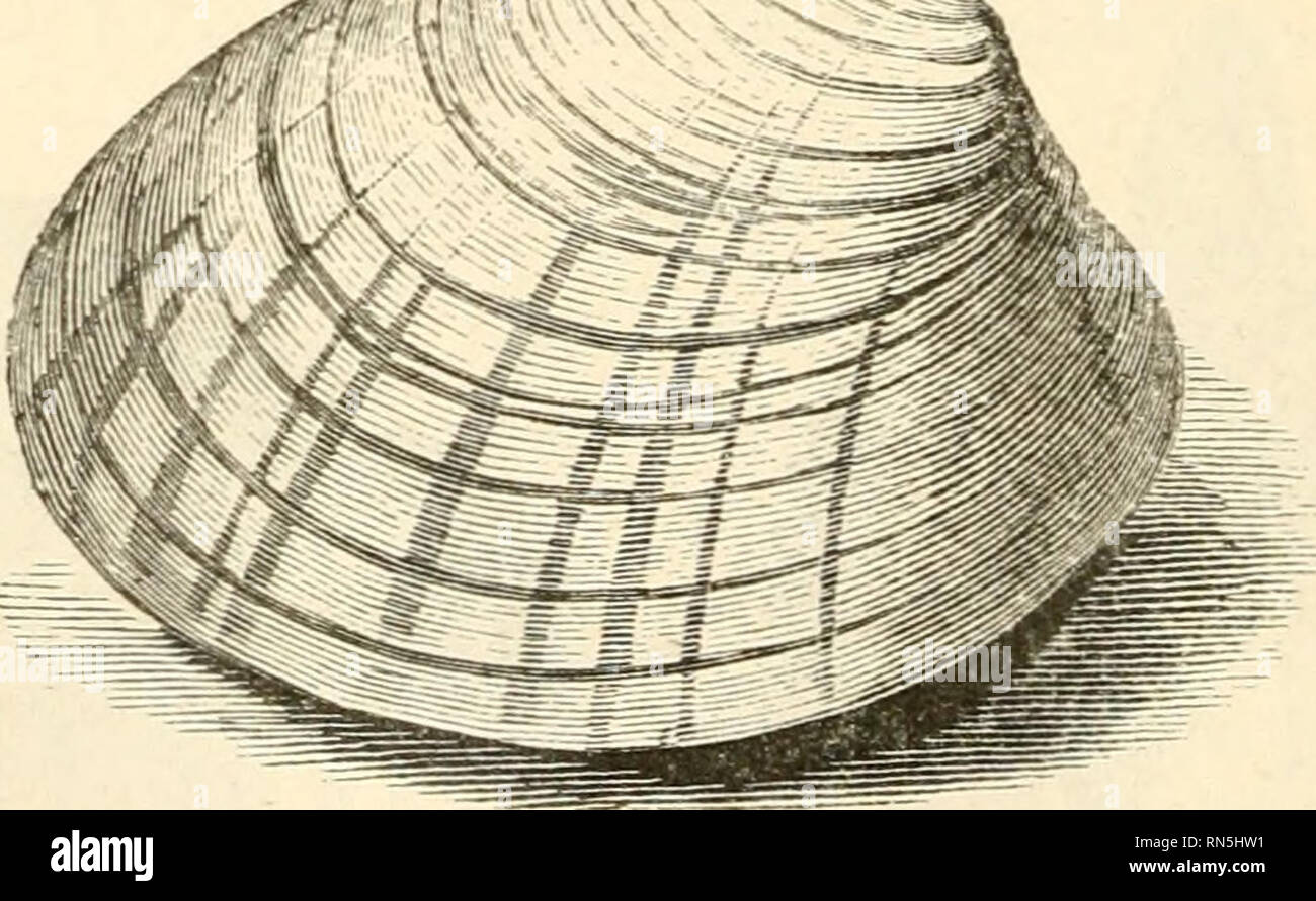 . The animal creation: a popular introduction to zoology. Zoology. 256 ...