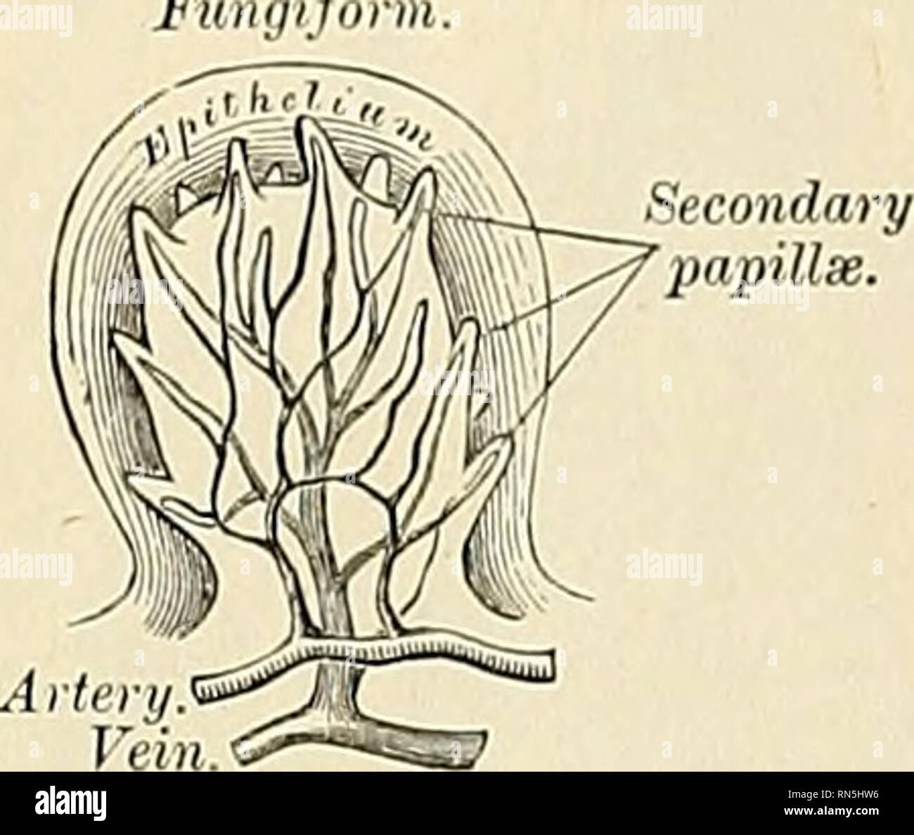 Circumvallate papillae hi-res stock photography and images - Alamy