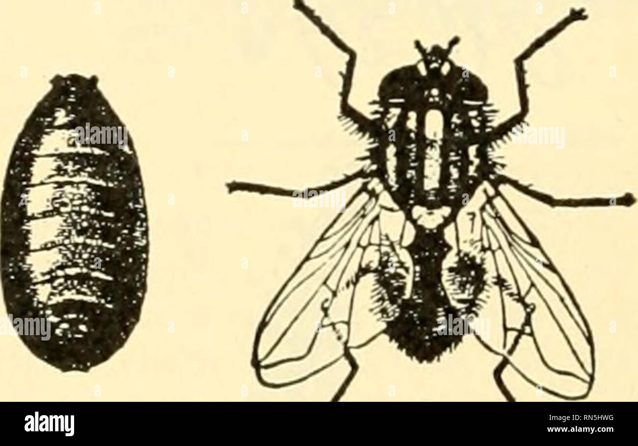 Hypertrophy animal hi-res stock photography and images - Alamy