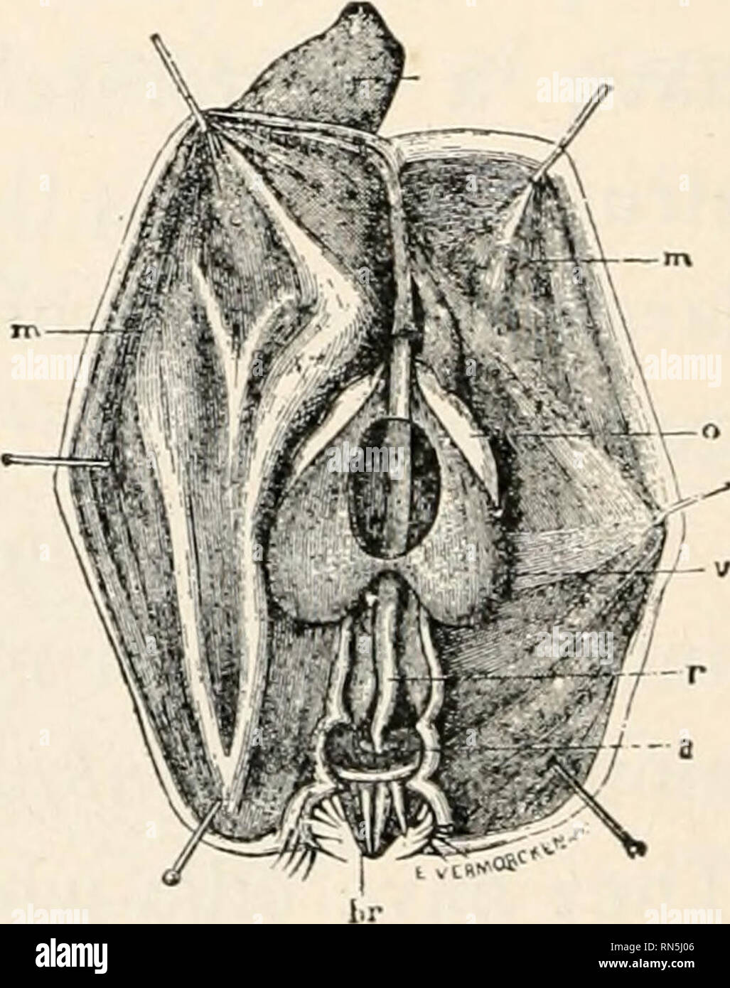 . Animal biology; Human biology. Parts II & III of First course in ...