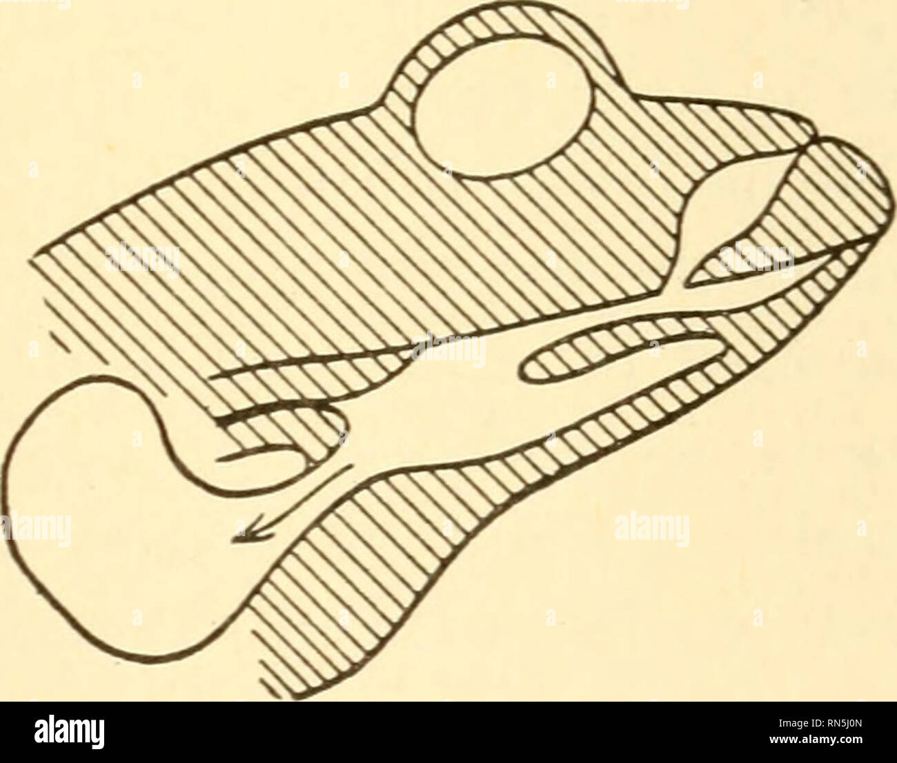 . Animal biology. Biology; Zoology; Physiology. Internal nares Tongue ...