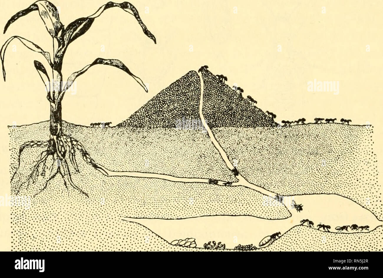 Aphis bull hi-res stock photography and images - Alamy