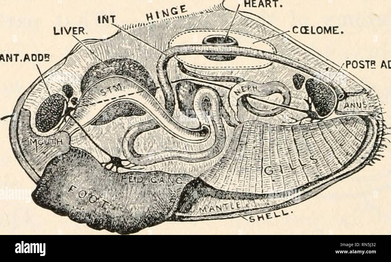 . Animal biology; Human biology. Parts II & III of First course in ...