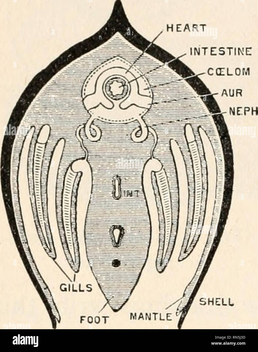 . Animal biology; Human biology. Parts II & III of First course in ...
