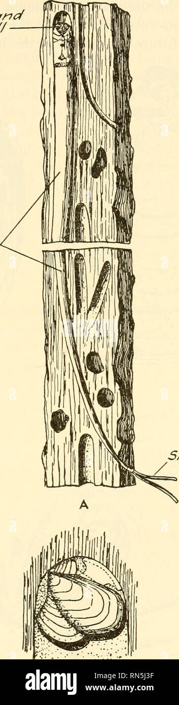 Shipworm teredo navalis hi-res stock photography and images - Alamy