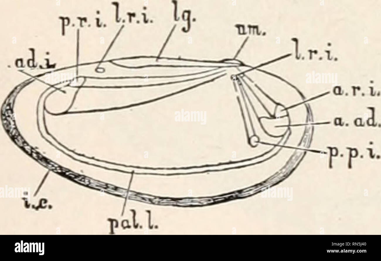 . Animal biology; Human biology. Parts II & III of First course in ...