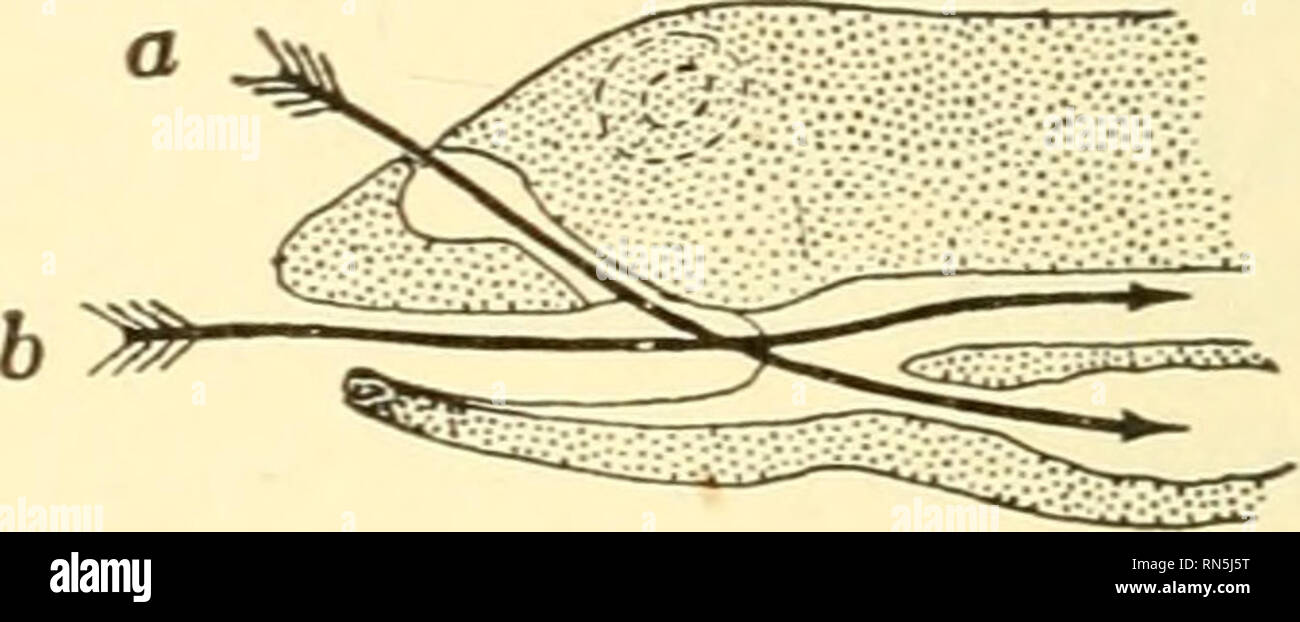 Reptile Respiratory System Diagram