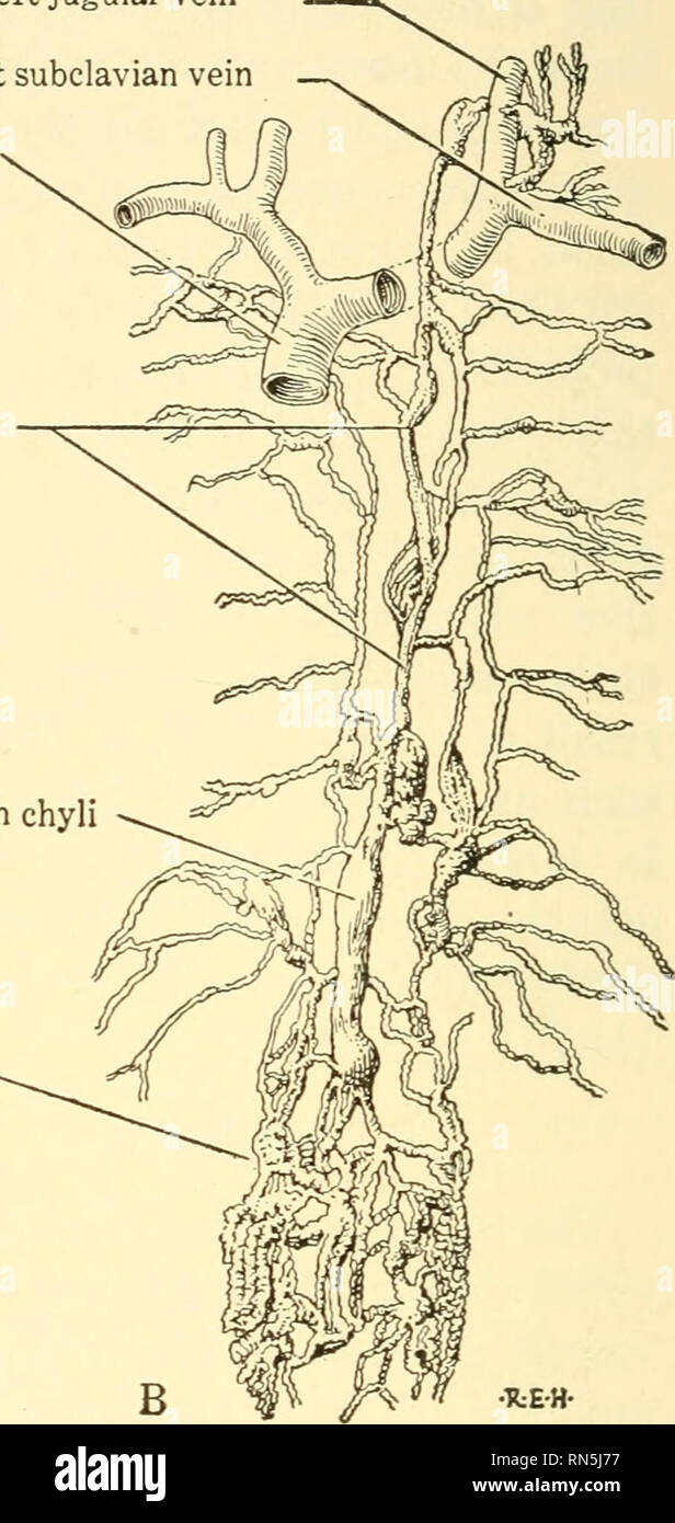 Human large intestine and veins hi-res stock photography and images - Alamy