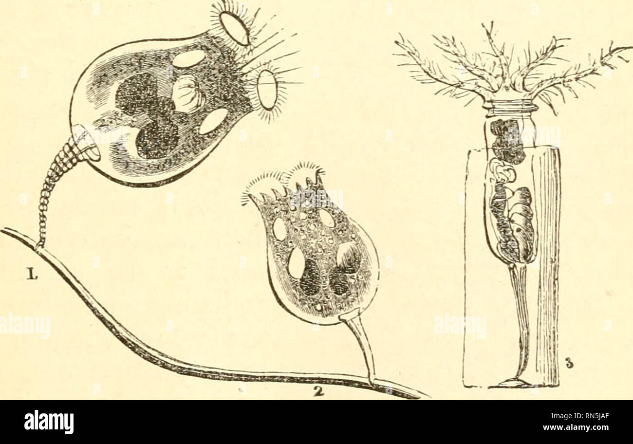 Ciliary apparatus hi-res stock photography and images - Alamy
