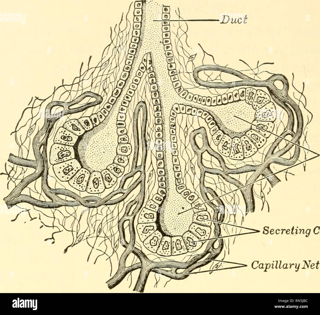 . Animal biology. Biology; Zoology; Physiology. 154 ANIMAL BIOLOGY from ...
