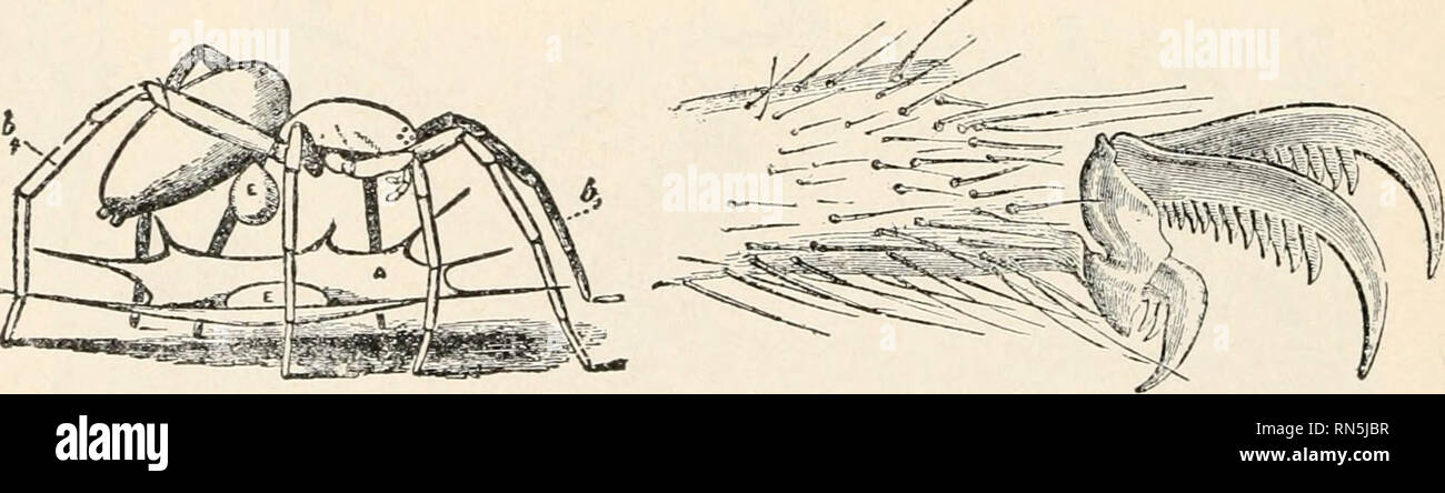 . Animal biology; Human biology. Parts II & III of First course in ...