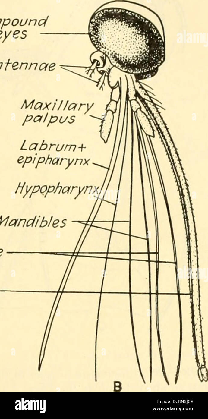. Animal biology. Zoology; Biology. Compound eyes - Antennae Maxillary ...