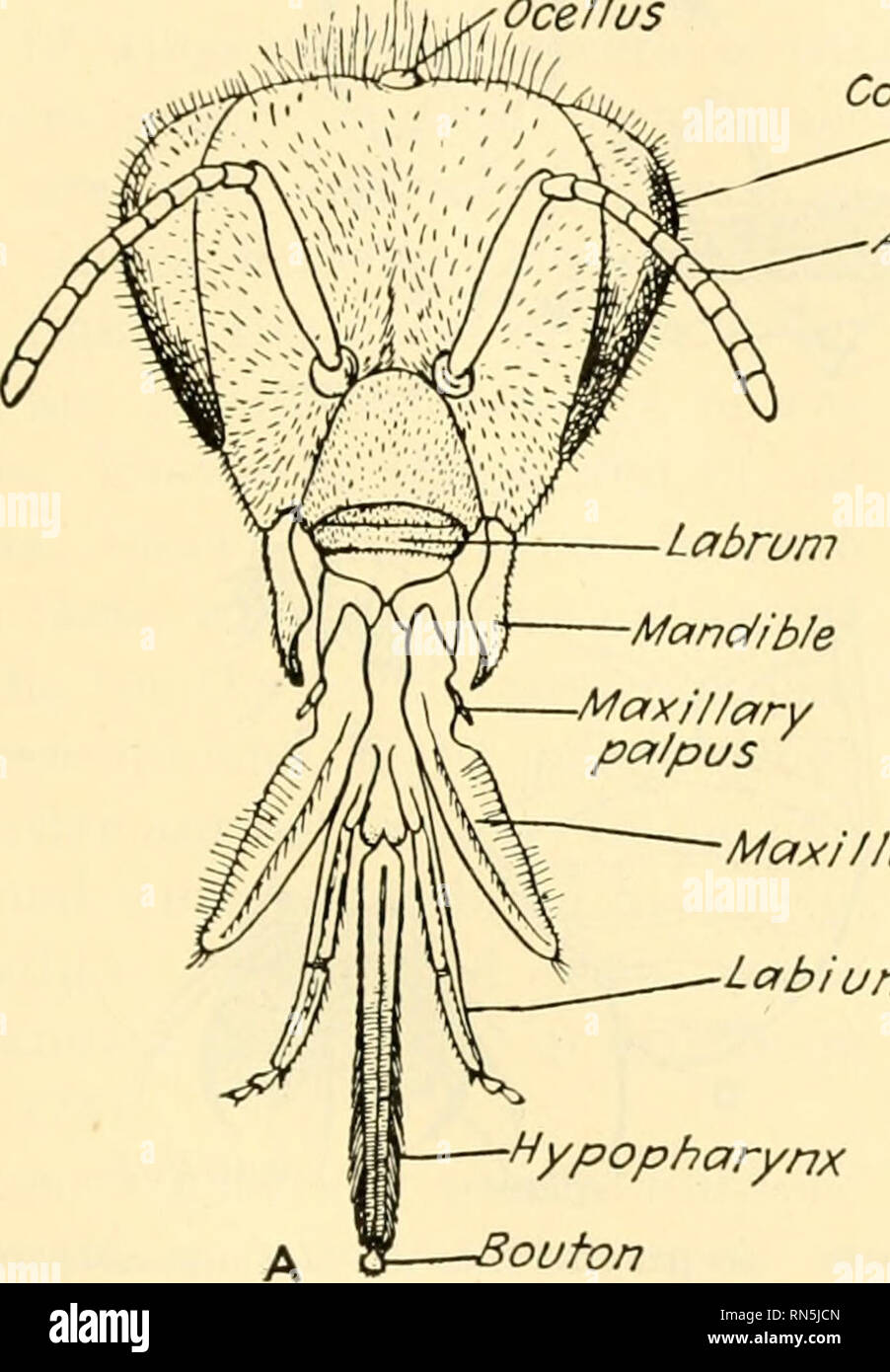Class Insecta Diagram