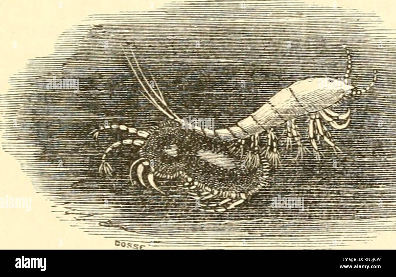 Living Cyclops Animals