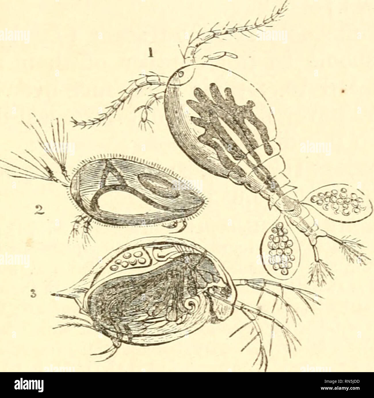 Water fleas cyclops hi-res stock photography and images - Alamy