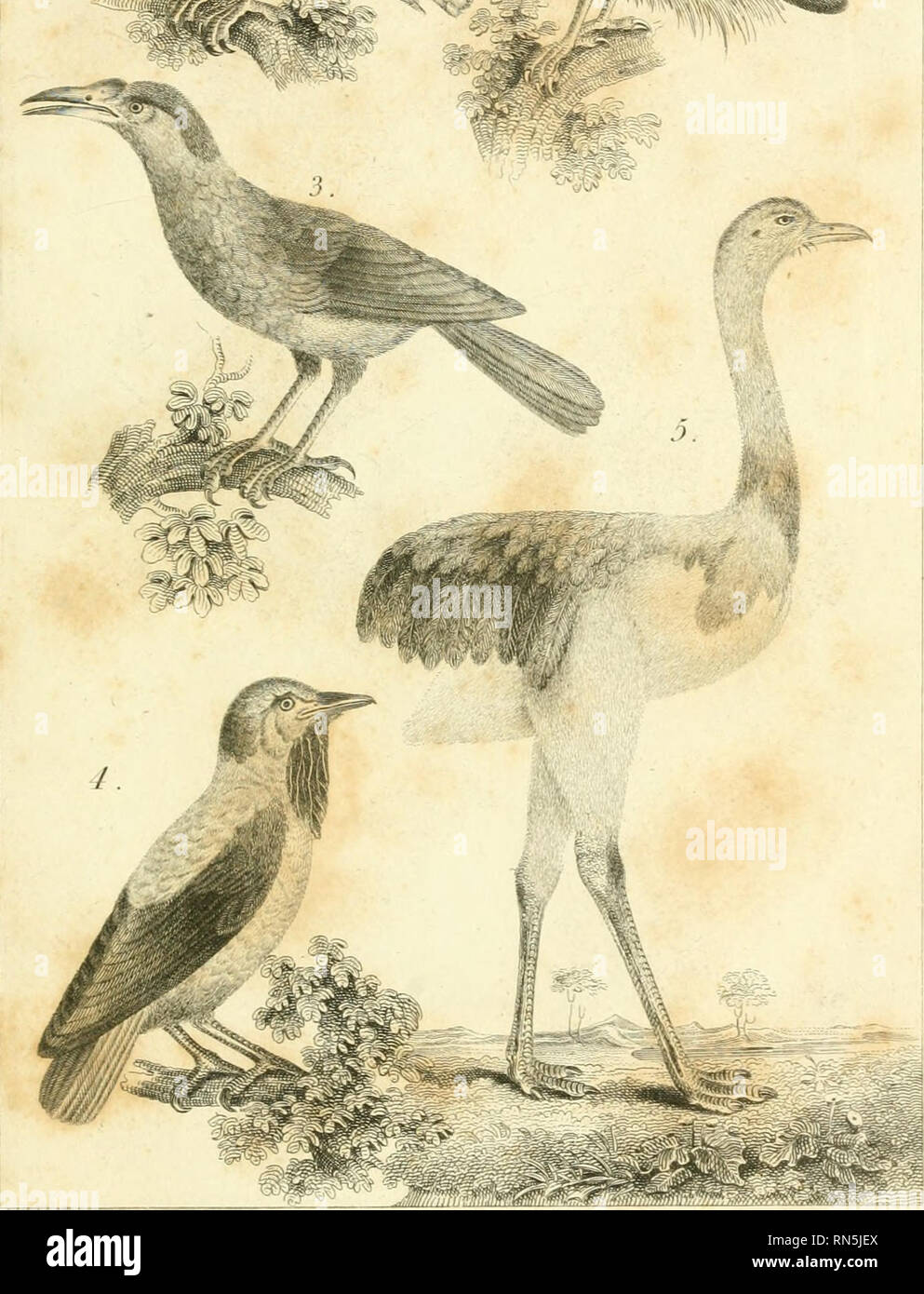 Pierre leopold ii hi-res stock photography and images - Alamy