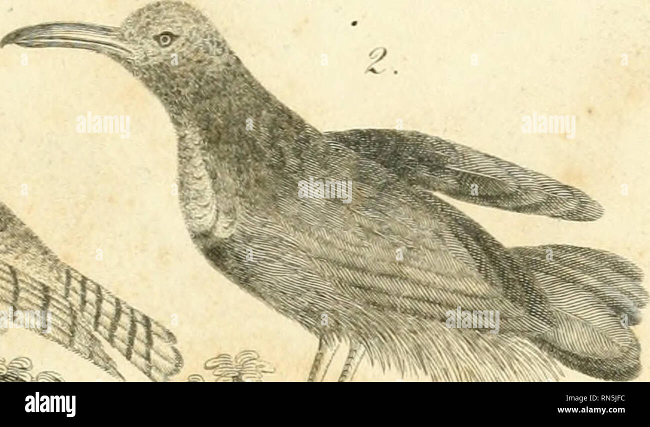 Pierre leopold ii hi-res stock photography and images - Alamy