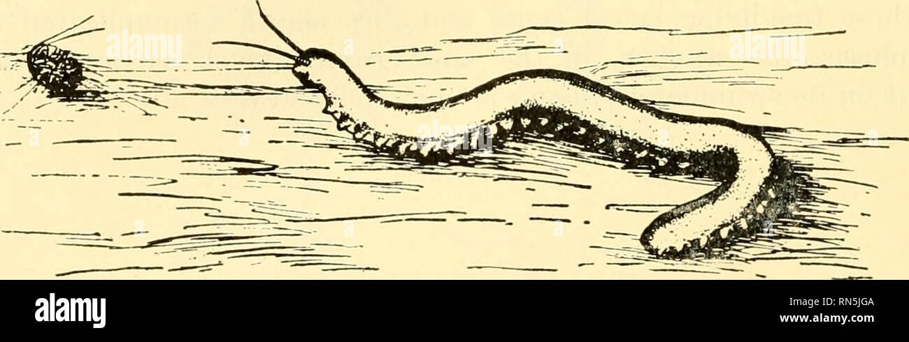 Onychophora