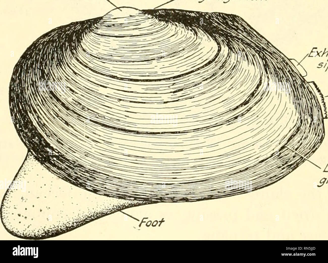 Phylum Mollusca High Resolution Stock Photography and Images - Alamy