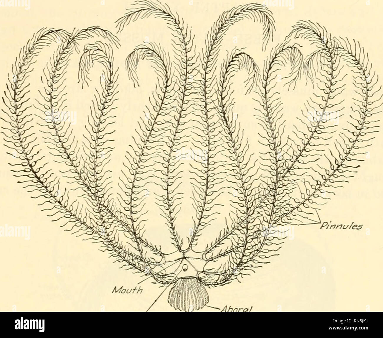 Phylum Echinodermata Antedon