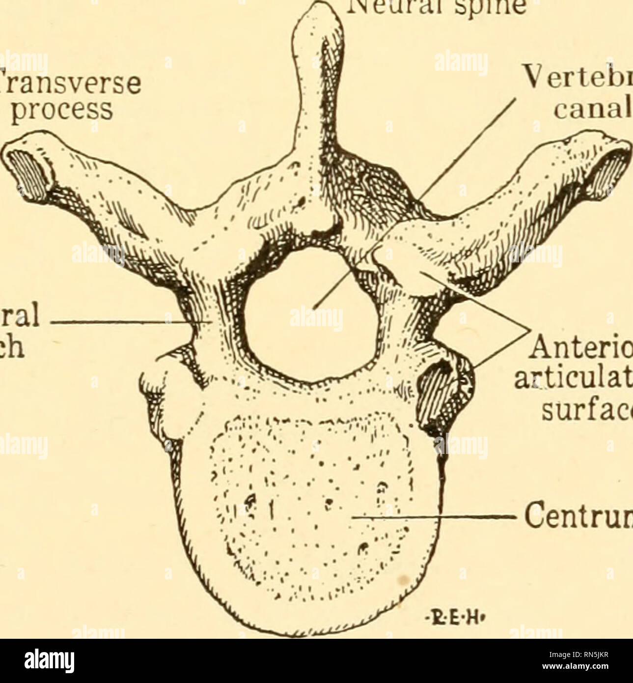 Endoskeleton Biology