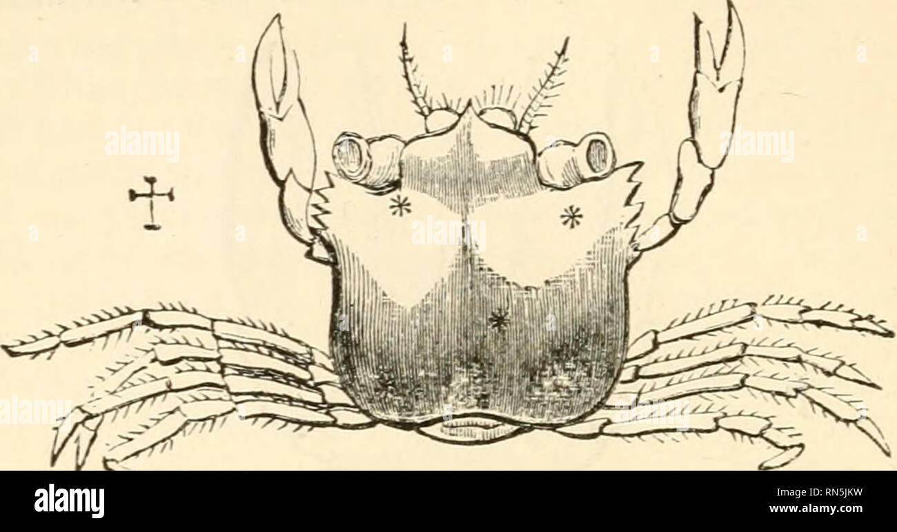 Large left claw hi-res stock photography and images - Alamy