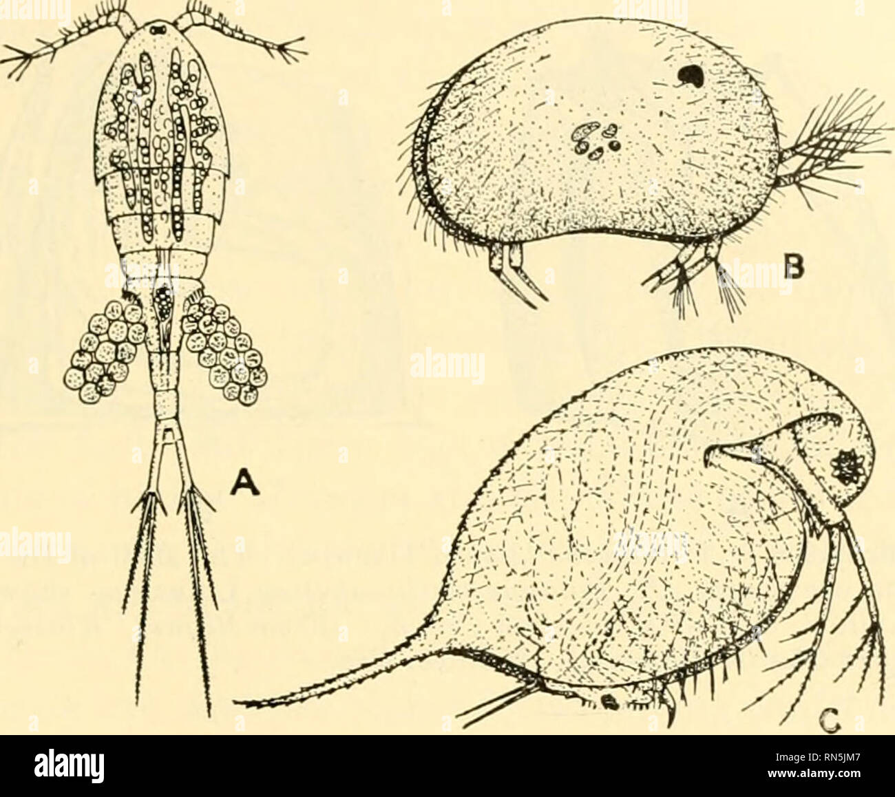 Female brood pouch hi-res stock photography and images - Alamy