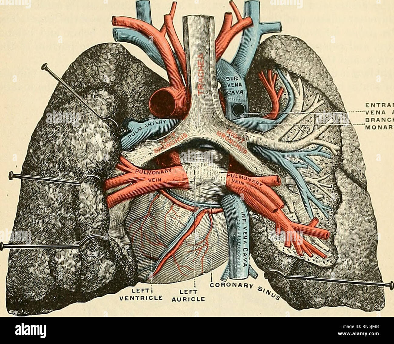 . Anatomy, descriptive and applied. Anatomy. THE LUNGS 1191 As seen on ...