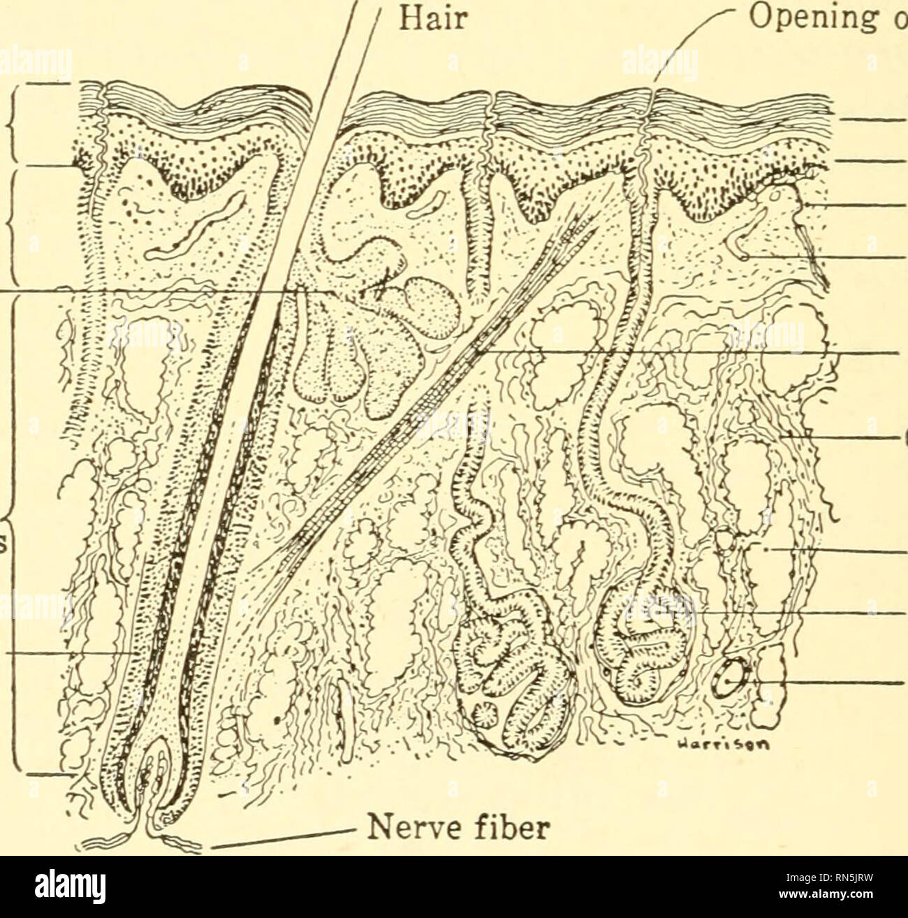 . Animal biology. Biology; Zoology; Physiology. 134 ANIMAL BIOLOGY of ...