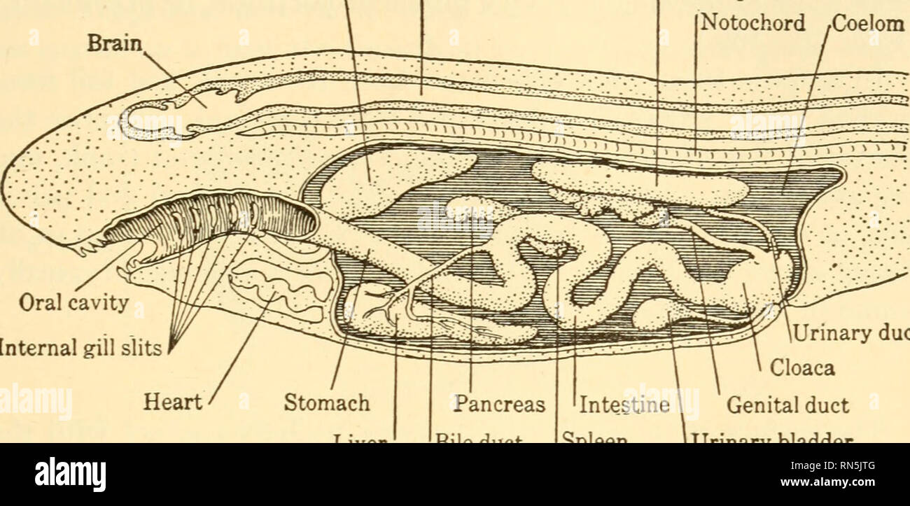 . Animal biology. Biology; Zoology; Physiology. THE VERTEBRATE BODY 133 ...