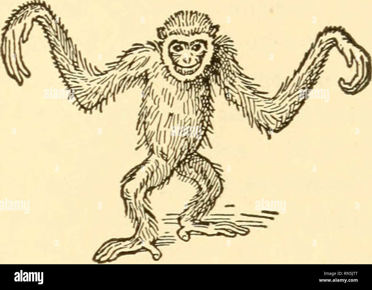 Dwarf gibbon hi-res stock photography and images - Alamy