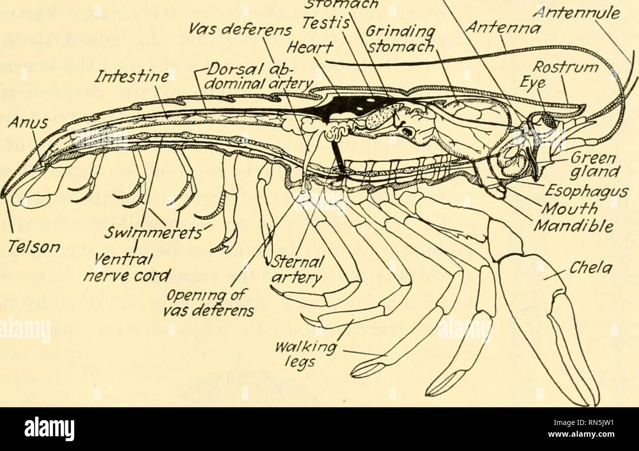 Crayfish Internal Anatomy Dorsal