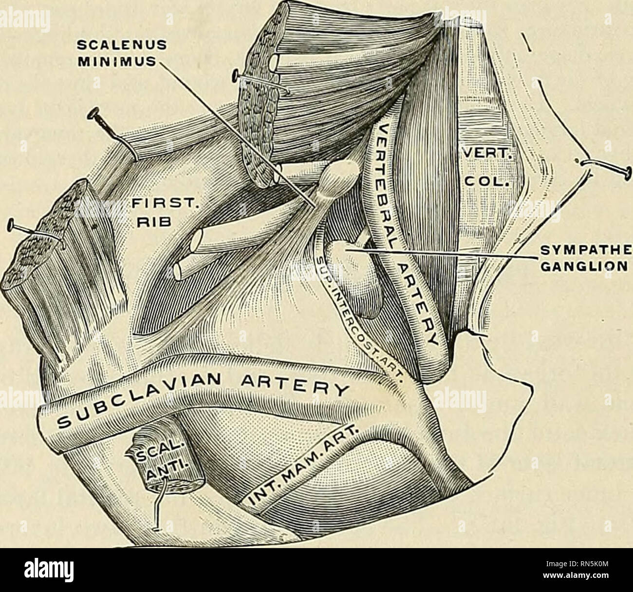 Parietal pleura hi-res stock photography and images - Alamy